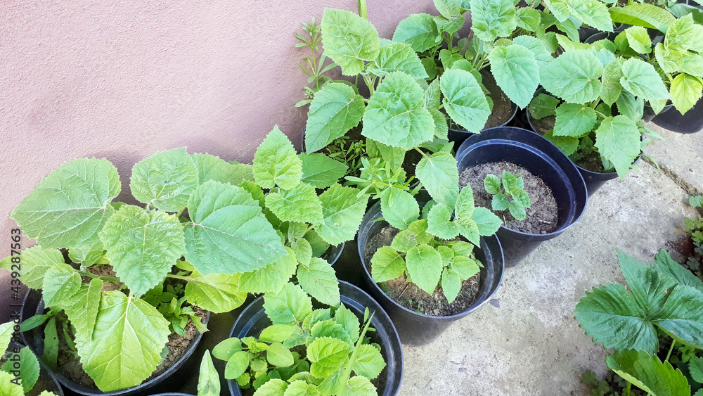 Young green paulownia tree. Seedling of Paulownia Tomentosa in pot ...