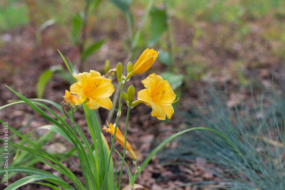 Stella' (Daylily Stella de Oro) is the golden-yellow flower with clumps ...