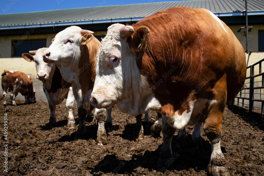 Poster Strong muscular bull domestic animals for meat production at ...