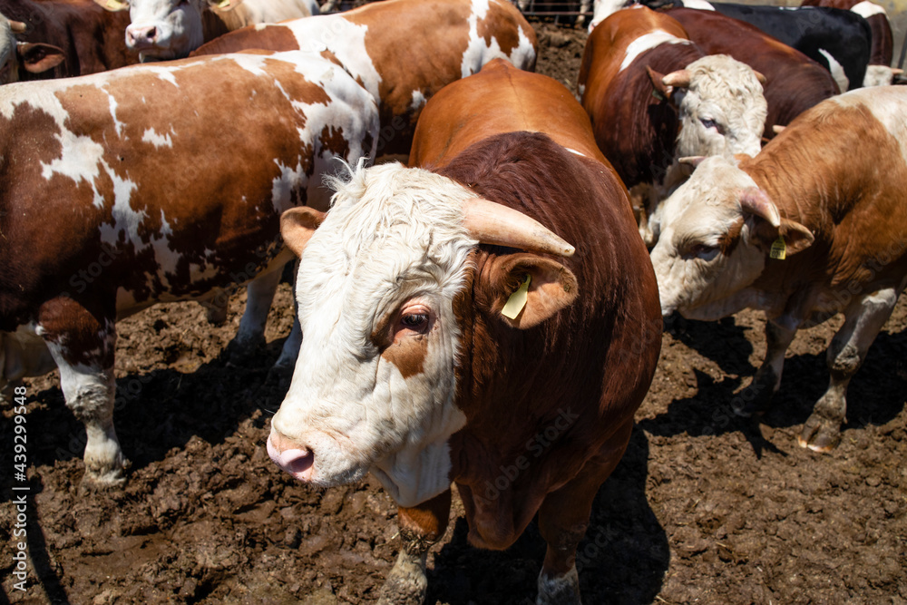 Group of strong muscular bulls domestic animals for meat production at ...