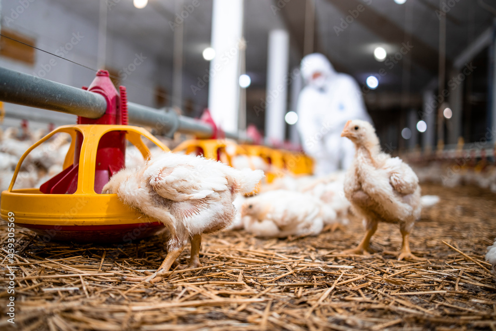 Chicken eating protein food at modern poultry farm for industrial meat ...