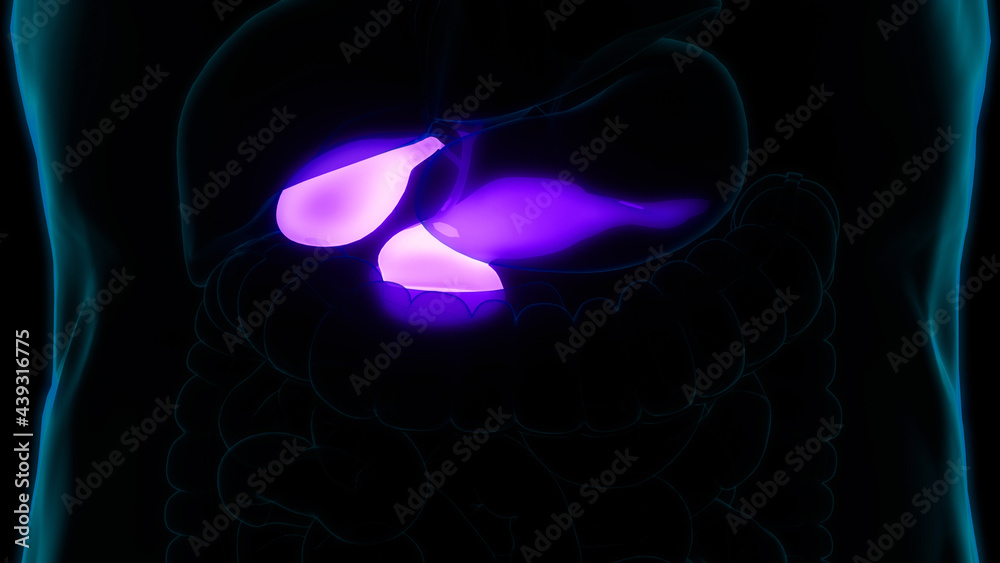 Human Internal Organs Pancreas with Gallbladder Anatomy Stock ...