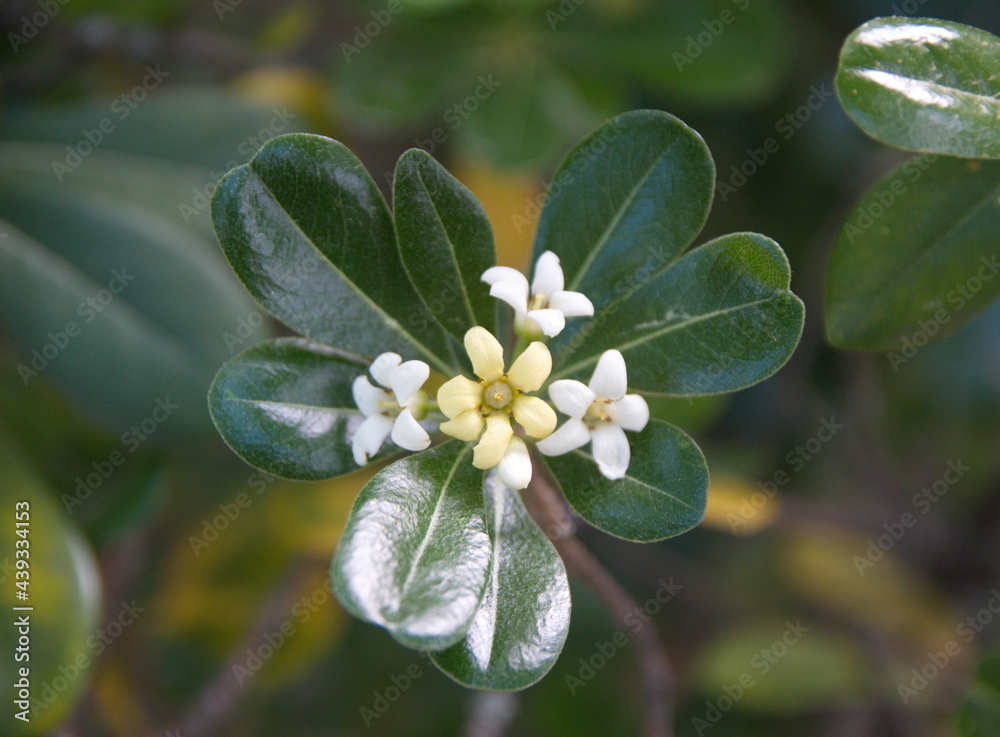 Foto de Blossom of pittosporum tobira, Australian laurel, Japanese ...