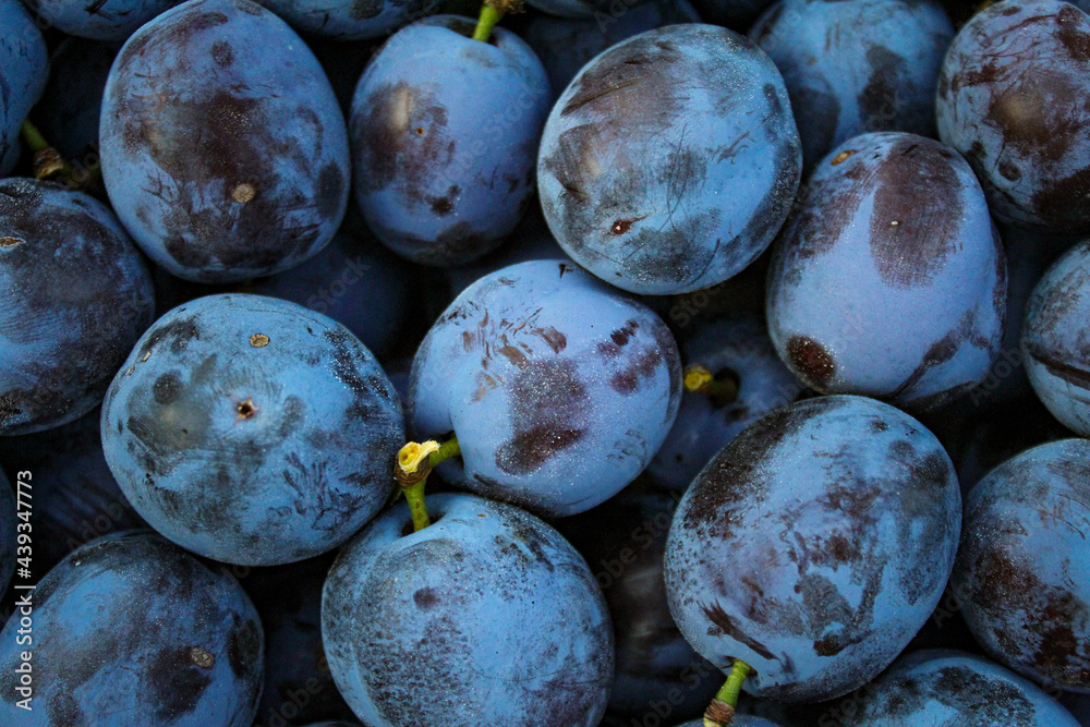 Wallpaper of homegrown plums. Background of round blue plums. Prunus ...