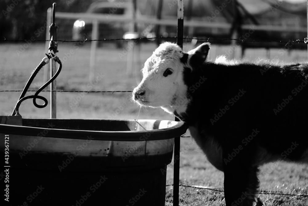 Young beef cow getting drink from water trough for farm animal ...