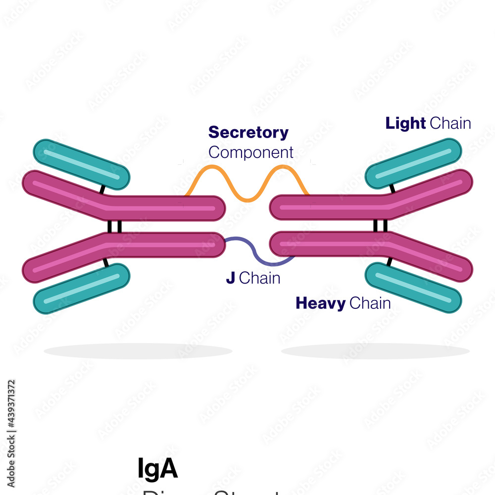 IgA antibody Structure illustration in White background. 素材庫向量圖 | Adobe ...