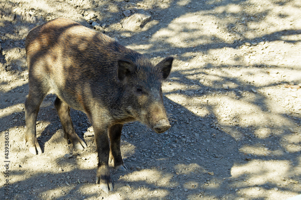 One young, wild boar stands from the shade of trees and looks to the ...