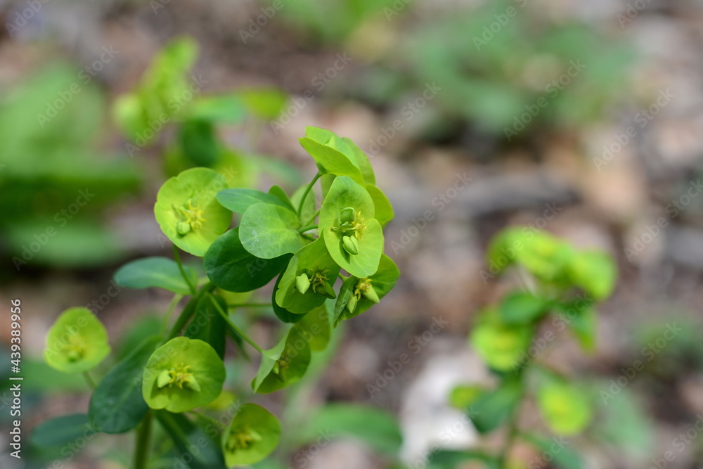 Wood Spurge is a member of the Euphorbia family with unique cyathium ...