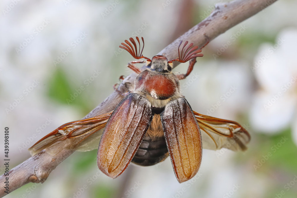 Male Cockchafer, ( Melolonta ) , also known as the may beetle. A beetle ...