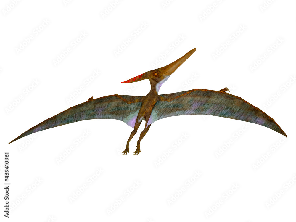 Pteranodon Wings Extended - Pteranodon was a carnivorous Pterosaur ...