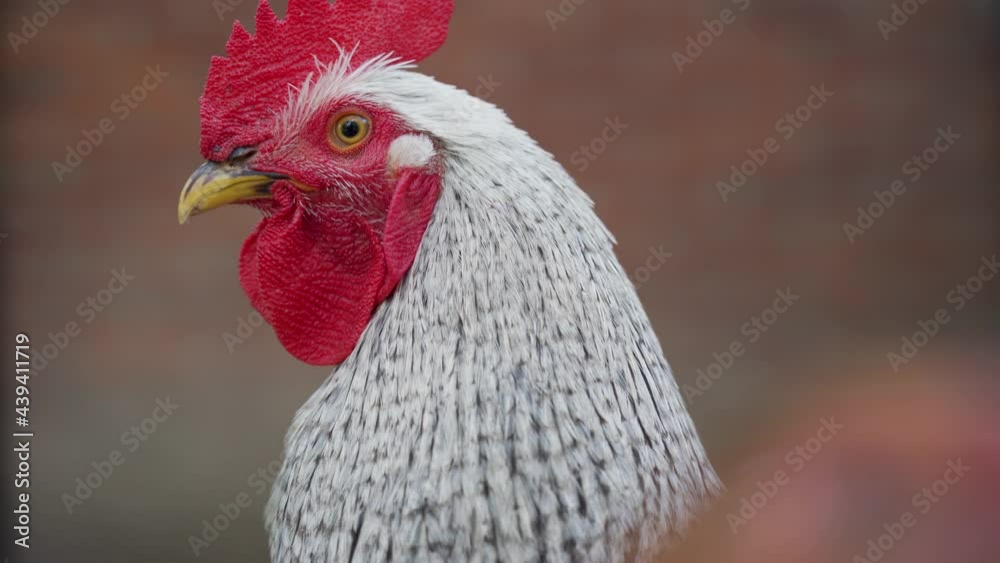 Domestic rooster with red comb, grey feathers, yellow beak stare at ...