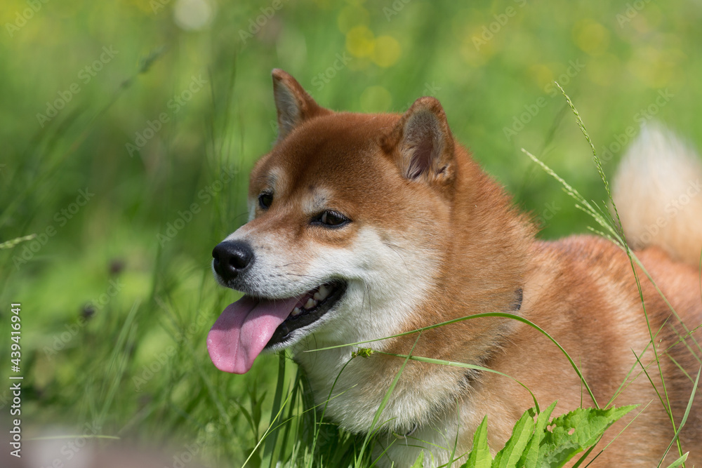 Profile of a ginger Shiba Inu dog with a long tongue sticking out due ...
