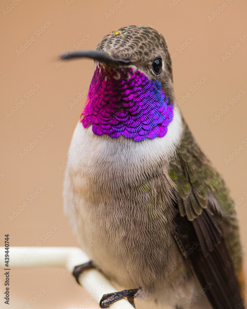 Hummingbird in a bench close up green Picaflor chico, Picaflor del ...