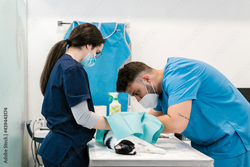 Veterinarian and assistant operating on a cat on the operating table ...