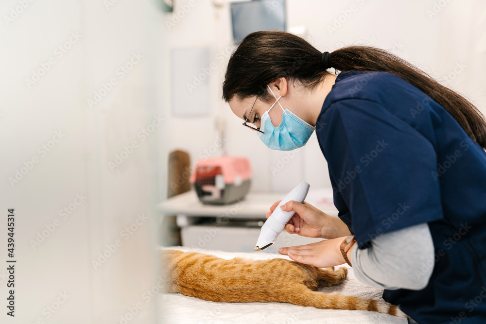 Vet shaving cat before surgery Stock Photo | Adobe Stock