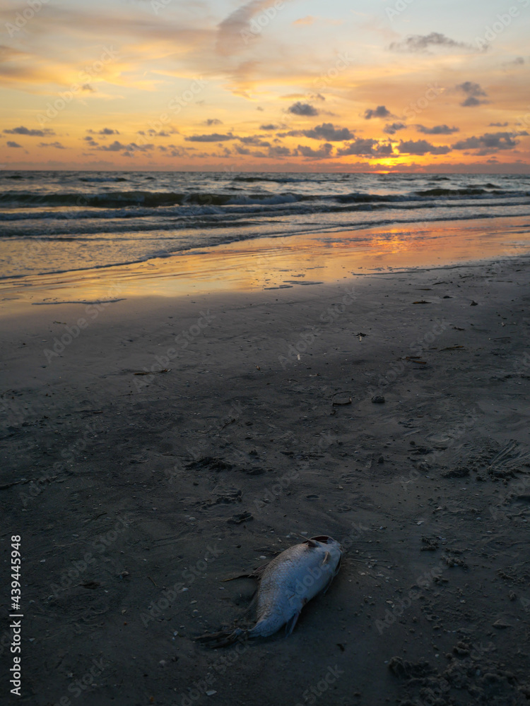 Red Tide Fish Kill on Gulf of Mexico. Florida Stock Photo | Adobe Stock