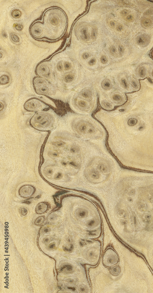 Macro photo of wood cross section Wood grain texture background Stock ...