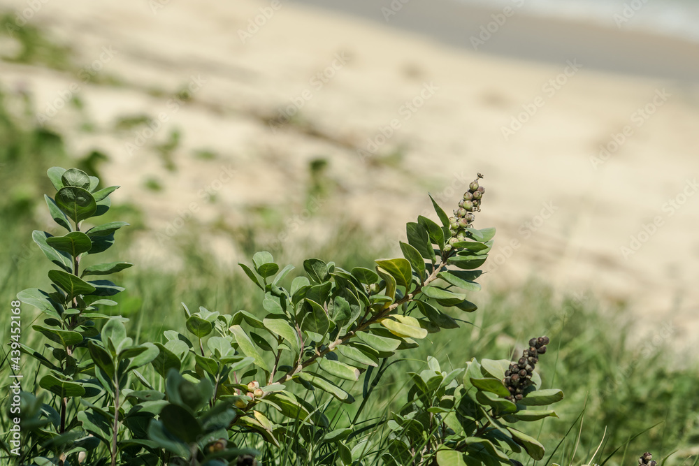 Vitex rotundifolia, the roundleaf chastetree or beach vitex is a ...