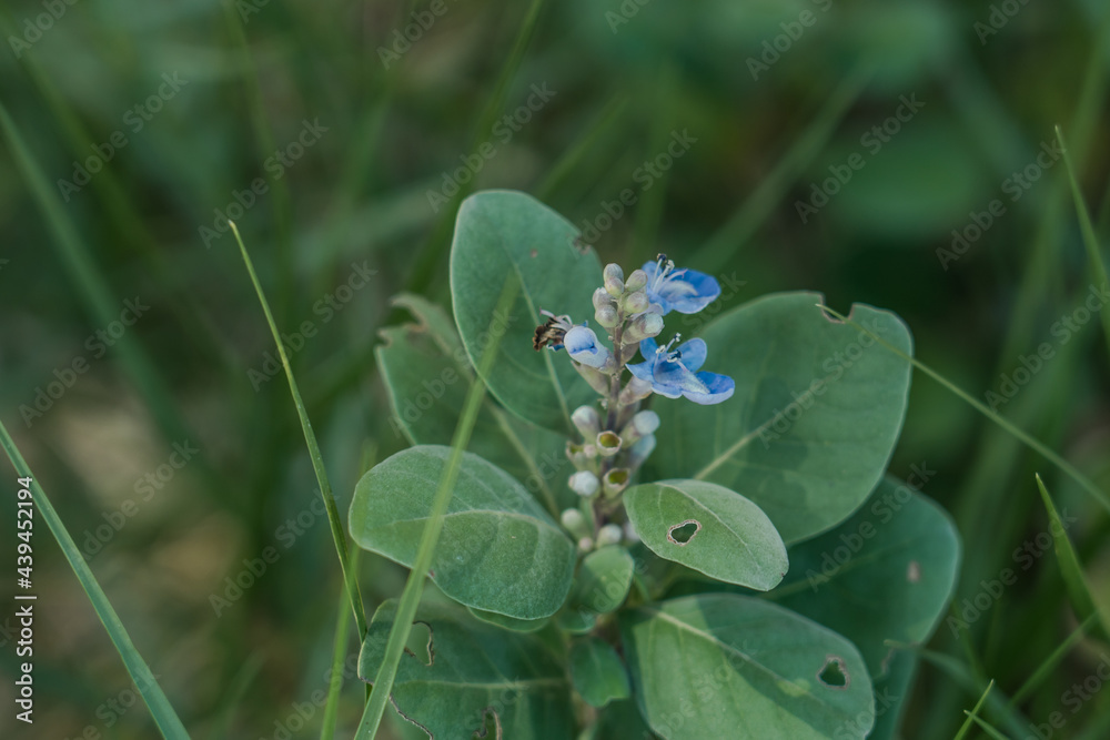 Vitex rotundifolia, the roundleaf chastetree or beach vitex is a ...