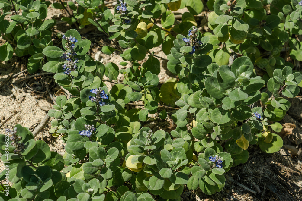 Foto de Vitex rotundifolia, the roundleaf chastetree or beach vitex is ...