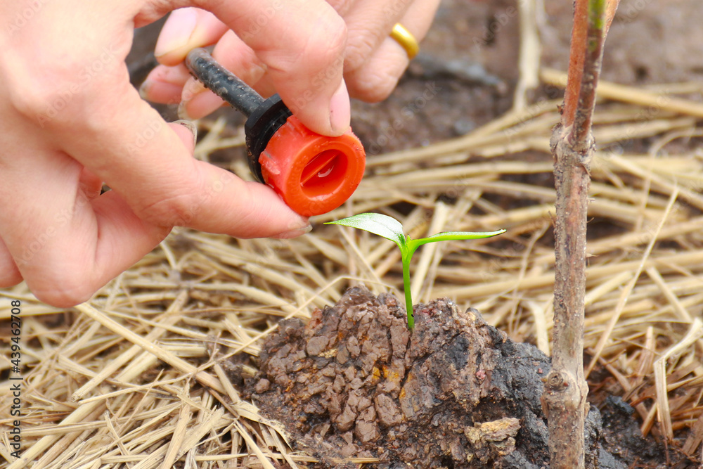 Plants Drip irrigation system and soil drip with plant saplings. Stock ...