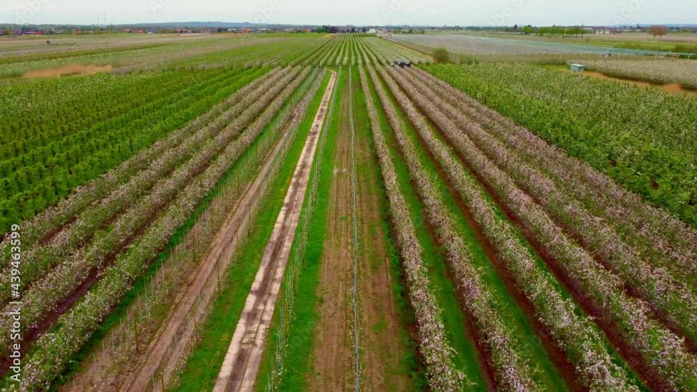 Flight over Apple tree fields in the marshlands of Altes Land Hamburg ...