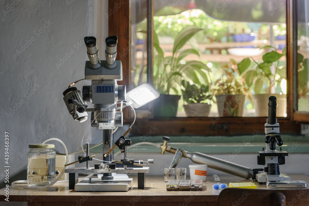 Illuminated microscope on lab table in apiary Stock Photo | Adobe Stock