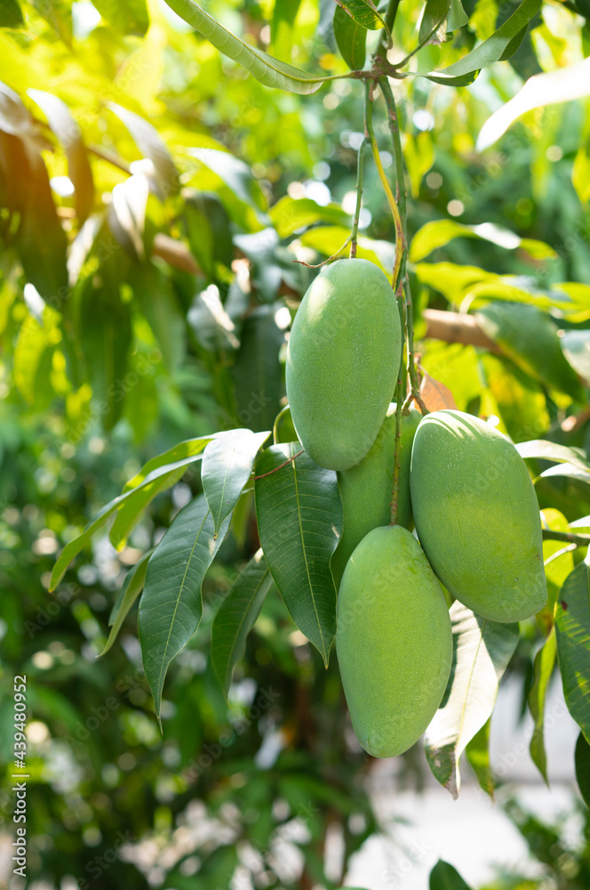 Ripe Mango Fruit
