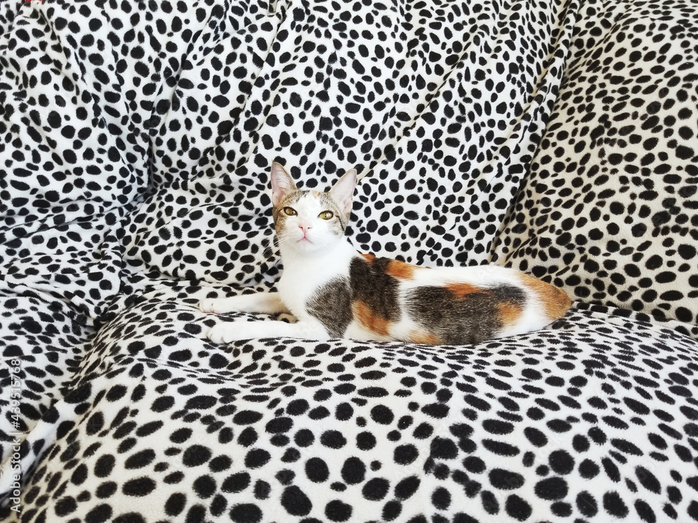 Cute Filipino cat . The cat lies on a sofa with a Dolmatian print Stock ...