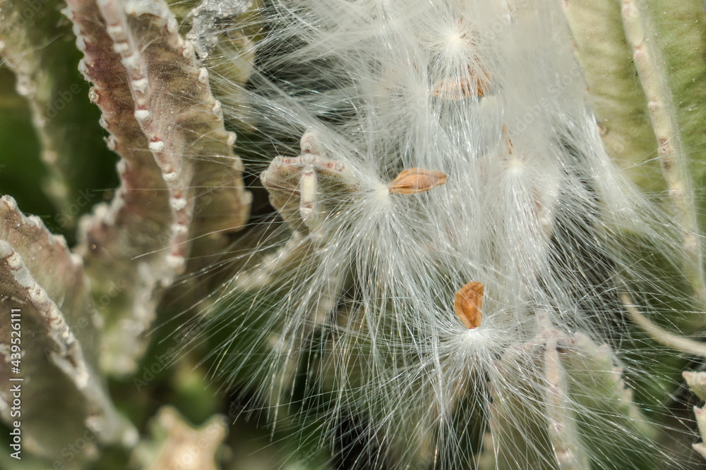 Stapelia gigantea is a species of flowering plant in the genus Stapelia ...
