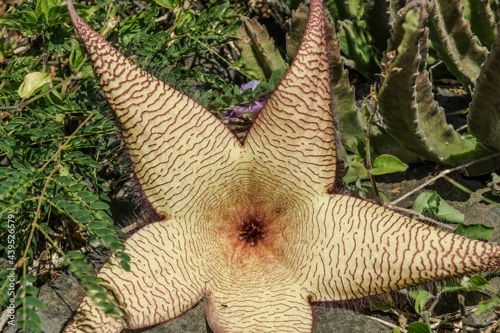 Stapelia gigantea is a species of flowering plant in the genus Stapelia ...