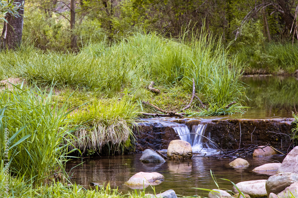 A babbling brook is surrounded by long blades of green grass, bright ...
