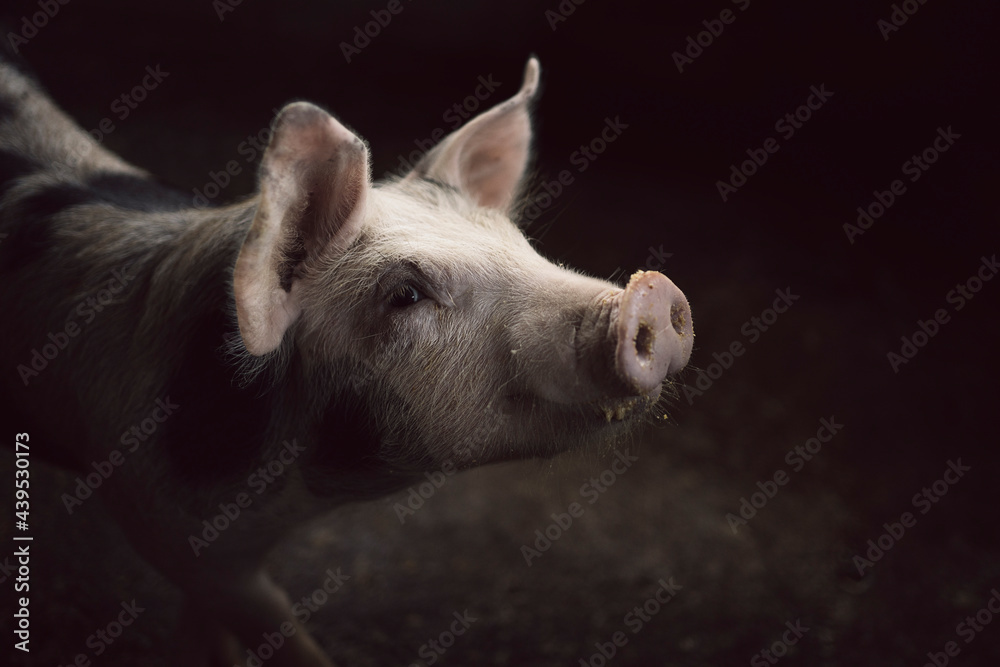 Pig Eating Portrait Stock Photo | Adobe Stock
