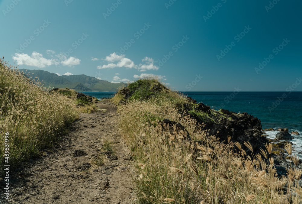 chloris barbata - swollen fingergrass. Kaena ponit trail, Oahu, Hawaii ...