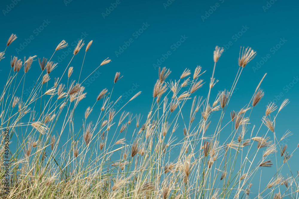 chloris barbata - swollen fingergrass. Kaena ponit trail, Oahu, Hawaii ...
