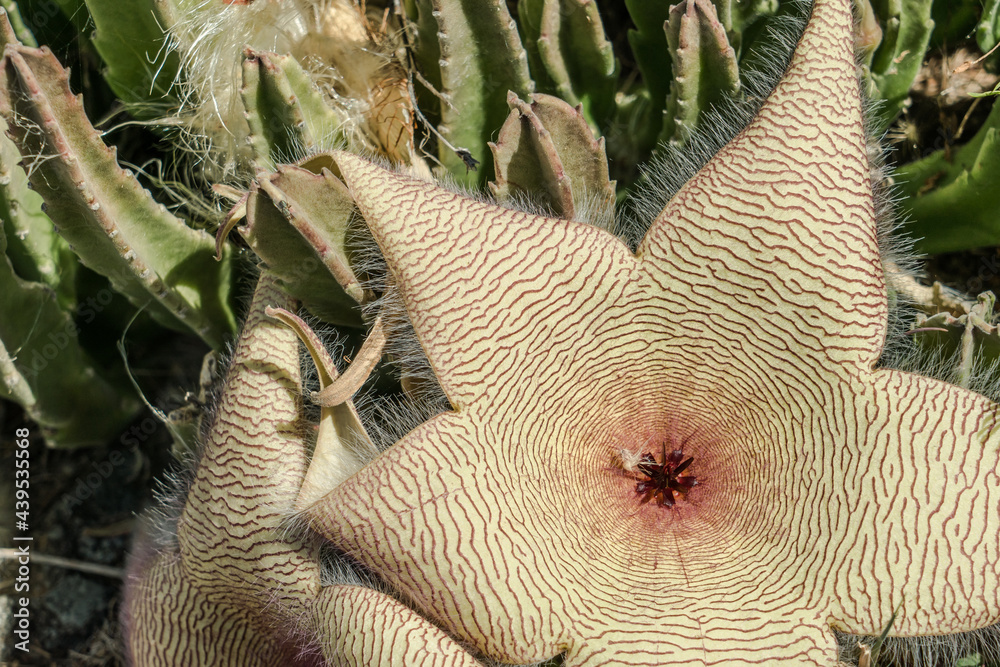 Stapelia gigantea is a species of flowering plant in the genus Stapelia ...