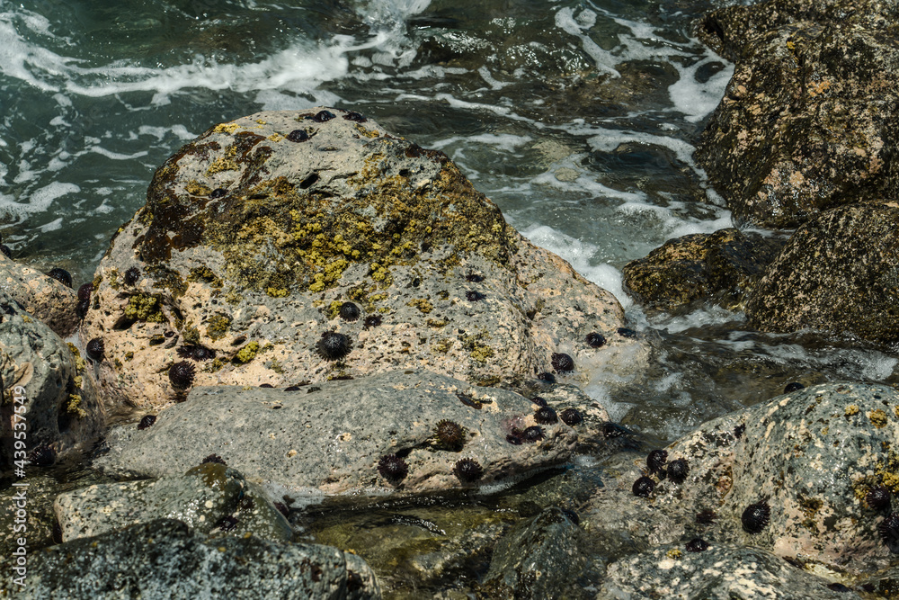 Turbinaria ornata. ORNATE SEAWEED. Kaena Point State Park，Oahu, Hawaii ...