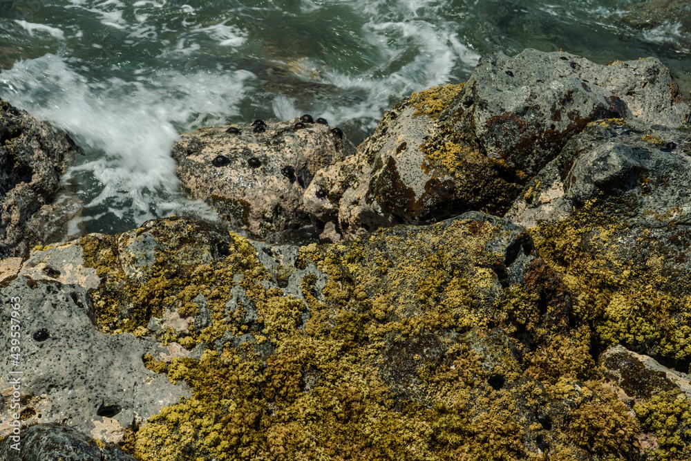 Turbinaria ornata. ORNATE SEAWEED. Kaena Point State Park，Oahu, Hawaii ...