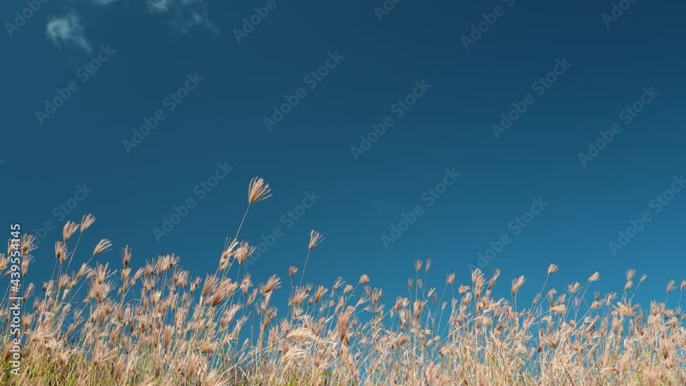 chloris barbata - swollen fingergrass. Kaena ponit trail, Oahu, Hawaii ...