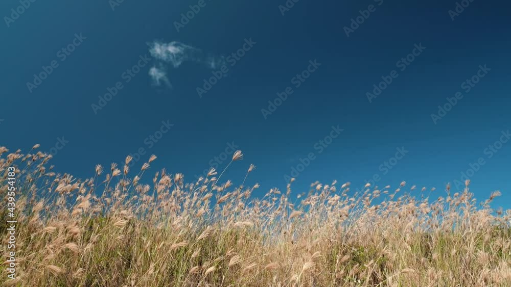 chloris barbata - swollen fingergrass. Kaena ponit trail, Oahu, Hawaii ...
