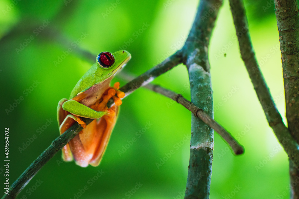 Red Eye Tree Frog Closeup Stock Photo | Adobe Stock