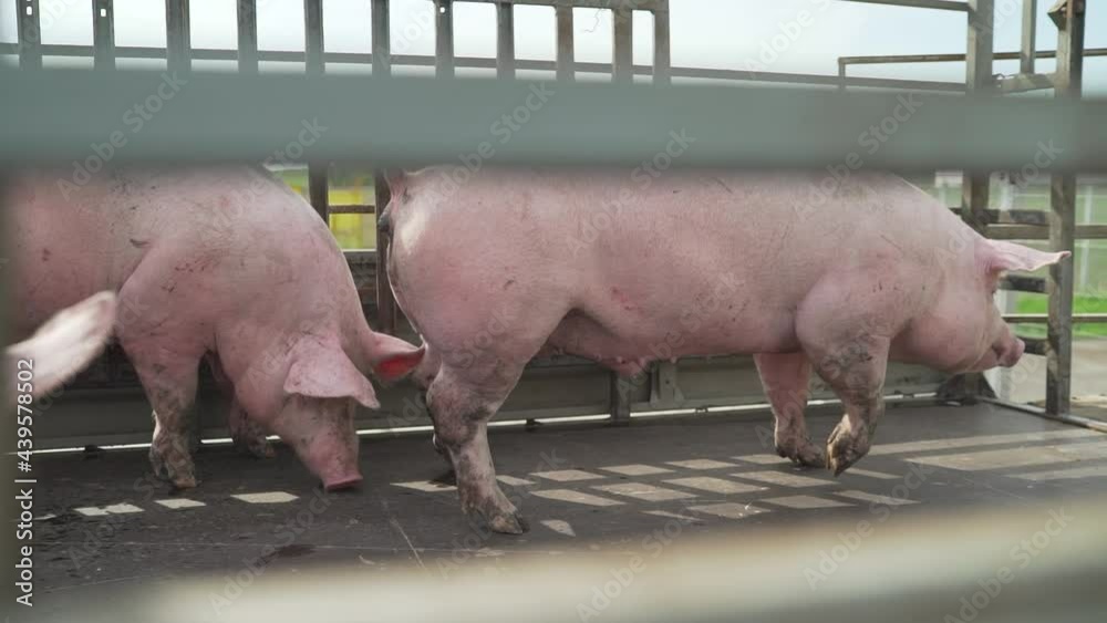 Pigs in the back of a car. A pig rides in the back with his friends to ...