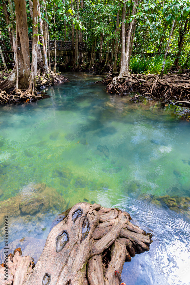 Tropical tree roots or Tha pom mangrove in swamp forest and flow water ...