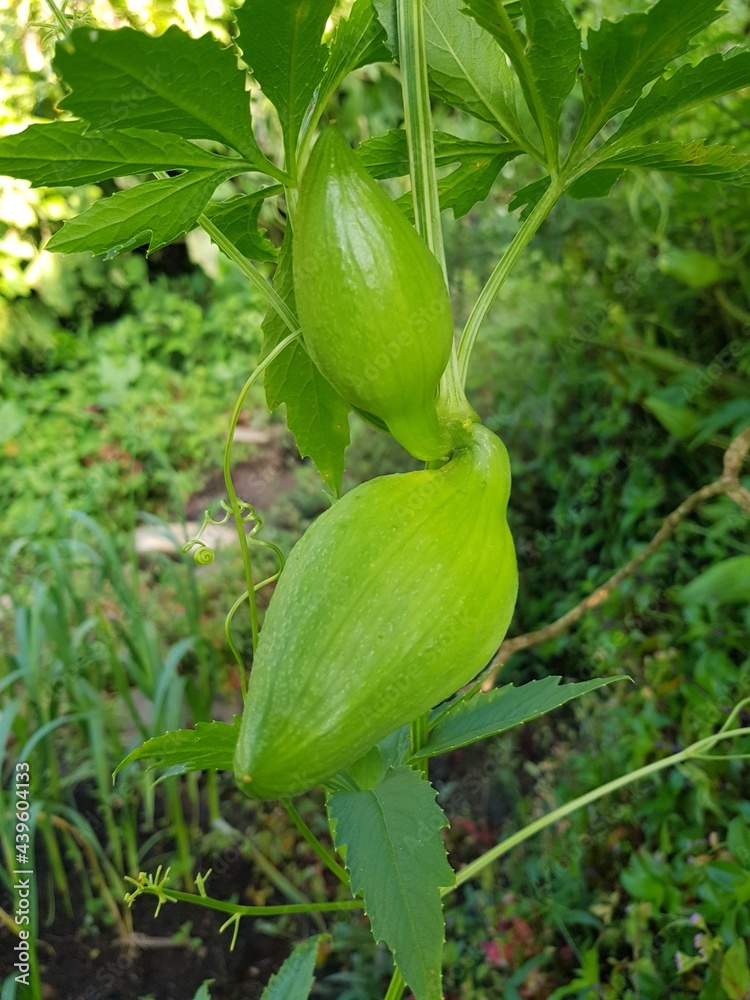 Pepino criollo para relleno utilizado en las recetas tradicionales de ...