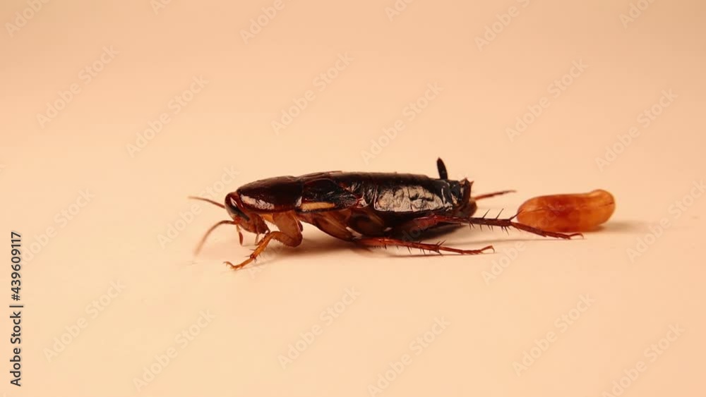 In female Smooth Cockroach, normal abdominal contractions occur ...