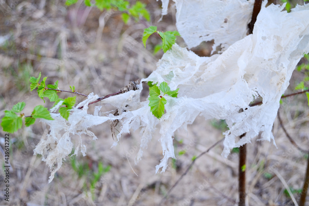 Branches of a young tree wrapped in a plastic bag.Concept plant a tree ...