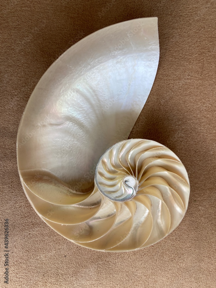 nautilus shell symmetry Fibonacci half cross section spiral golden ...