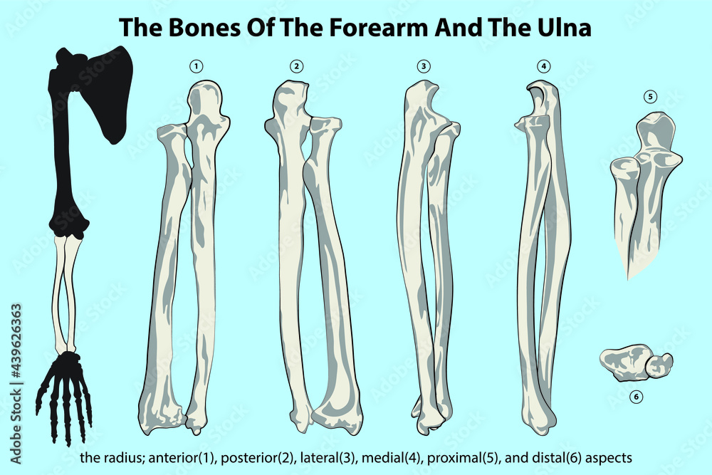 the bones of the forearm and the ulna Stock Vector | Adobe Stock