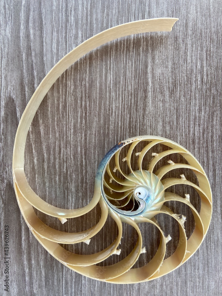 nautilus shell symmetry Fibonacci half cross section spiral golden ...