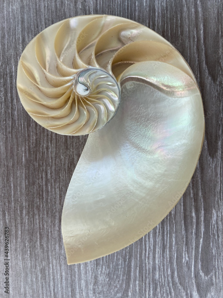 nautilus shell symmetry Fibonacci half cross section spiral golden ...